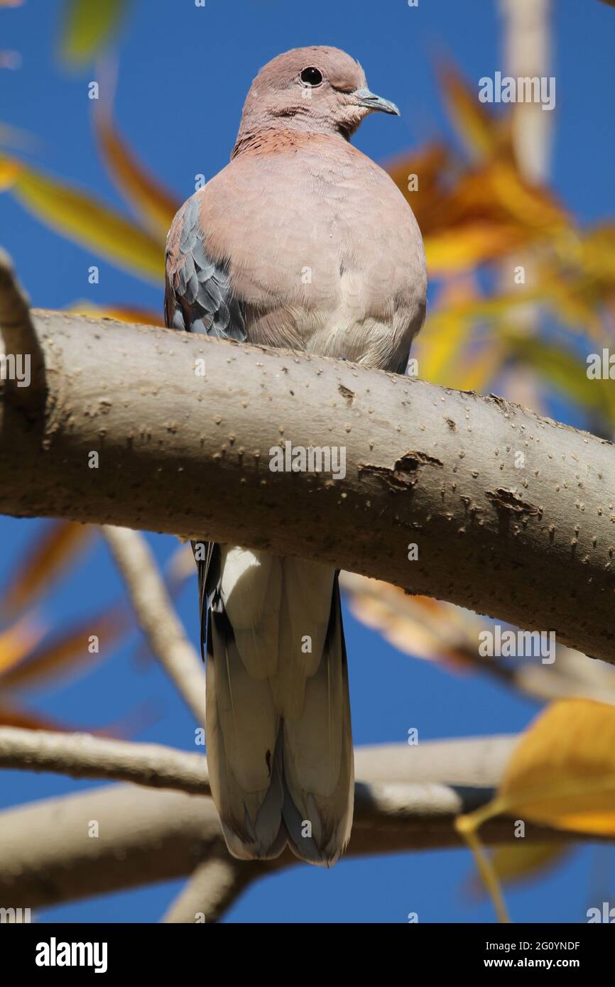 Lemon dove perched on a tree branch Stock Photo - Alamy