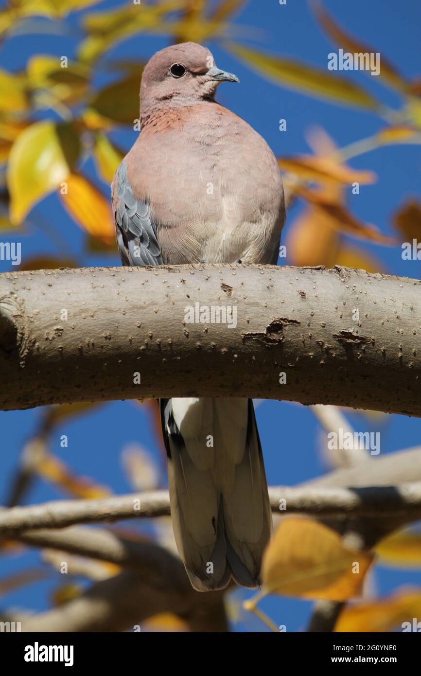 Lemon dove perched on a tree branch Stock Photo - Alamy
