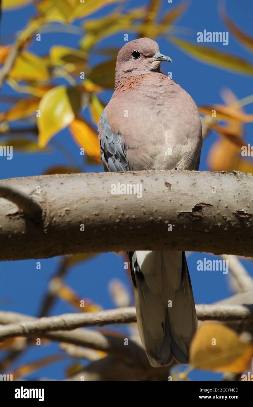 Lemon dove perched on a tree branch Stock Photo - Alamy