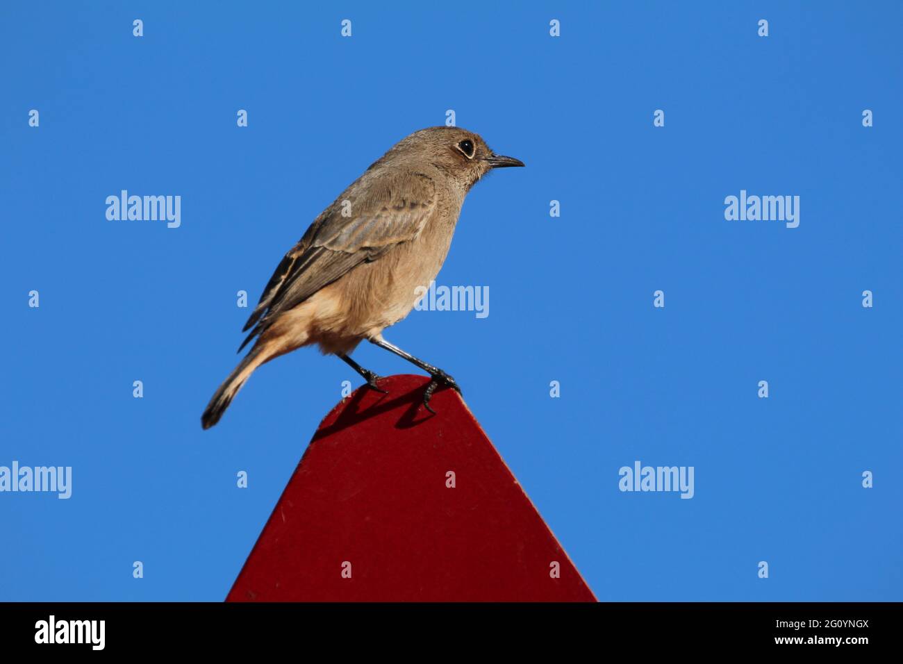 Common chat perched on a road sign Stock Photo - Alamy