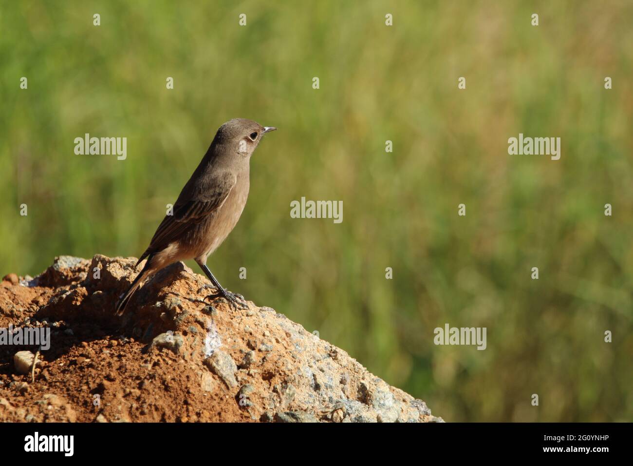 Ground heap hi-res stock photography and images - Alamy