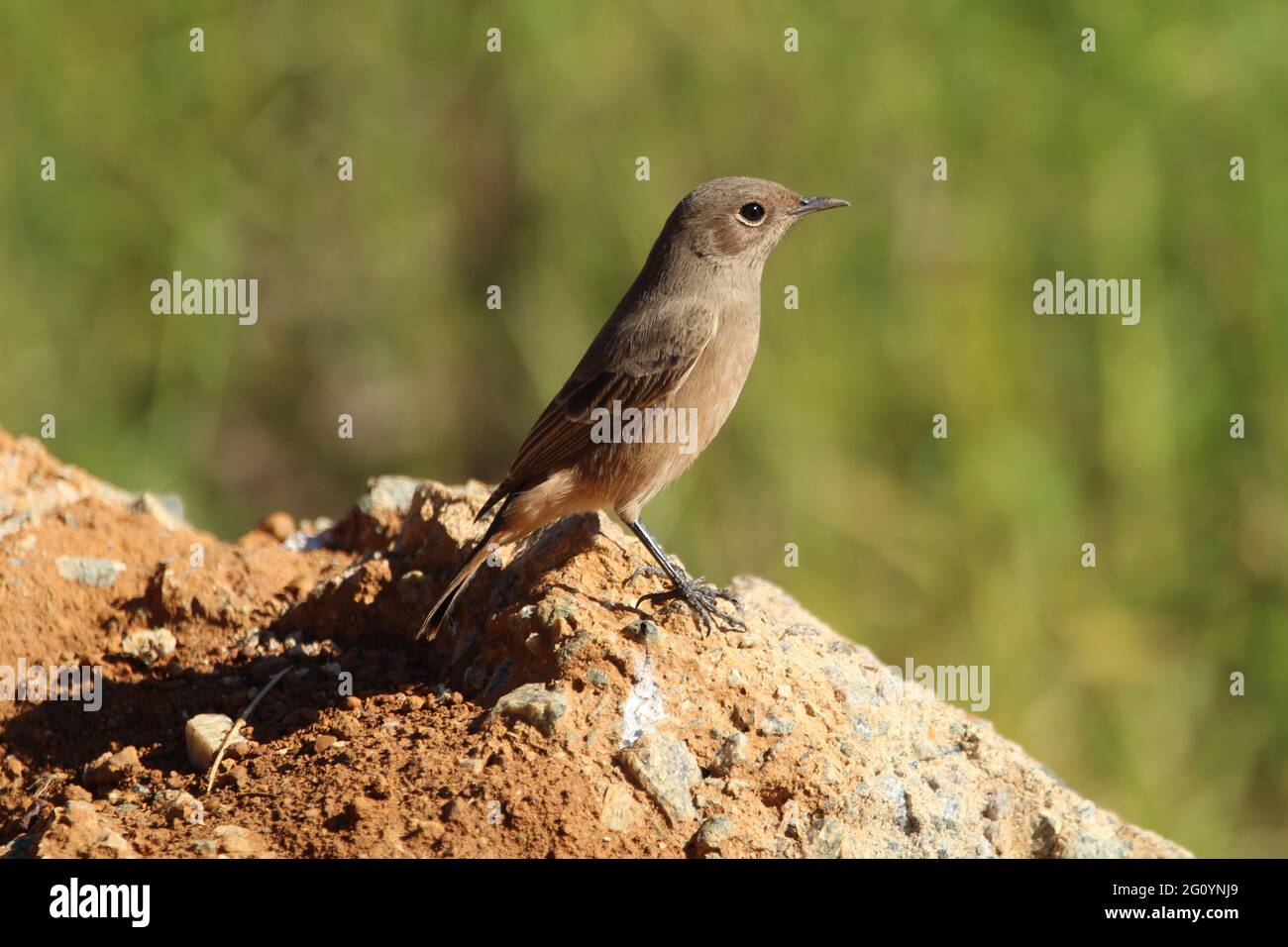 Common chat perched on a ground heap Stock Photo - Alamy
