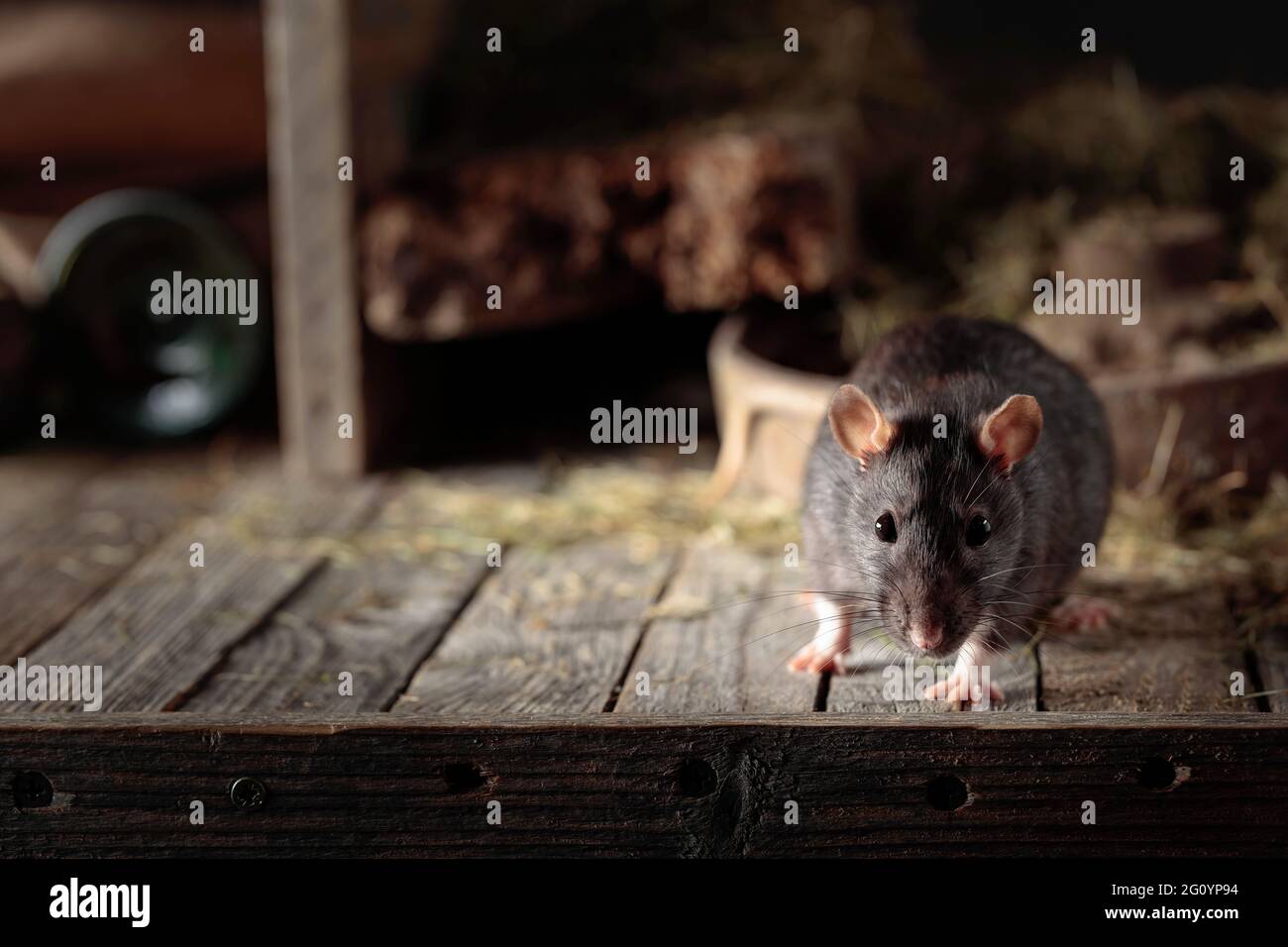 Cute pest hi-res stock photography and images - Alamy