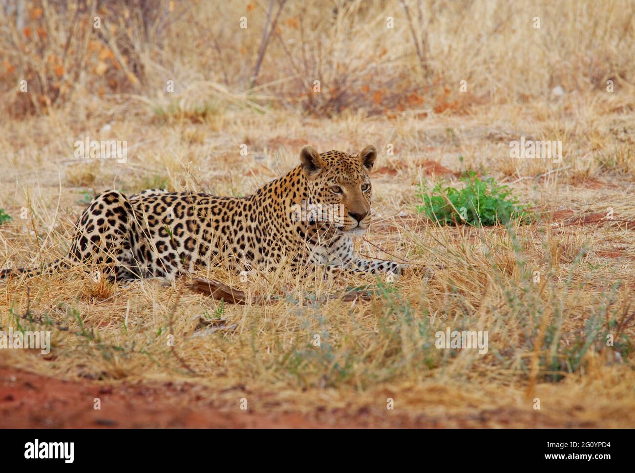 Wild Leopard in african bush, Namibia Stock Photo - Alamy