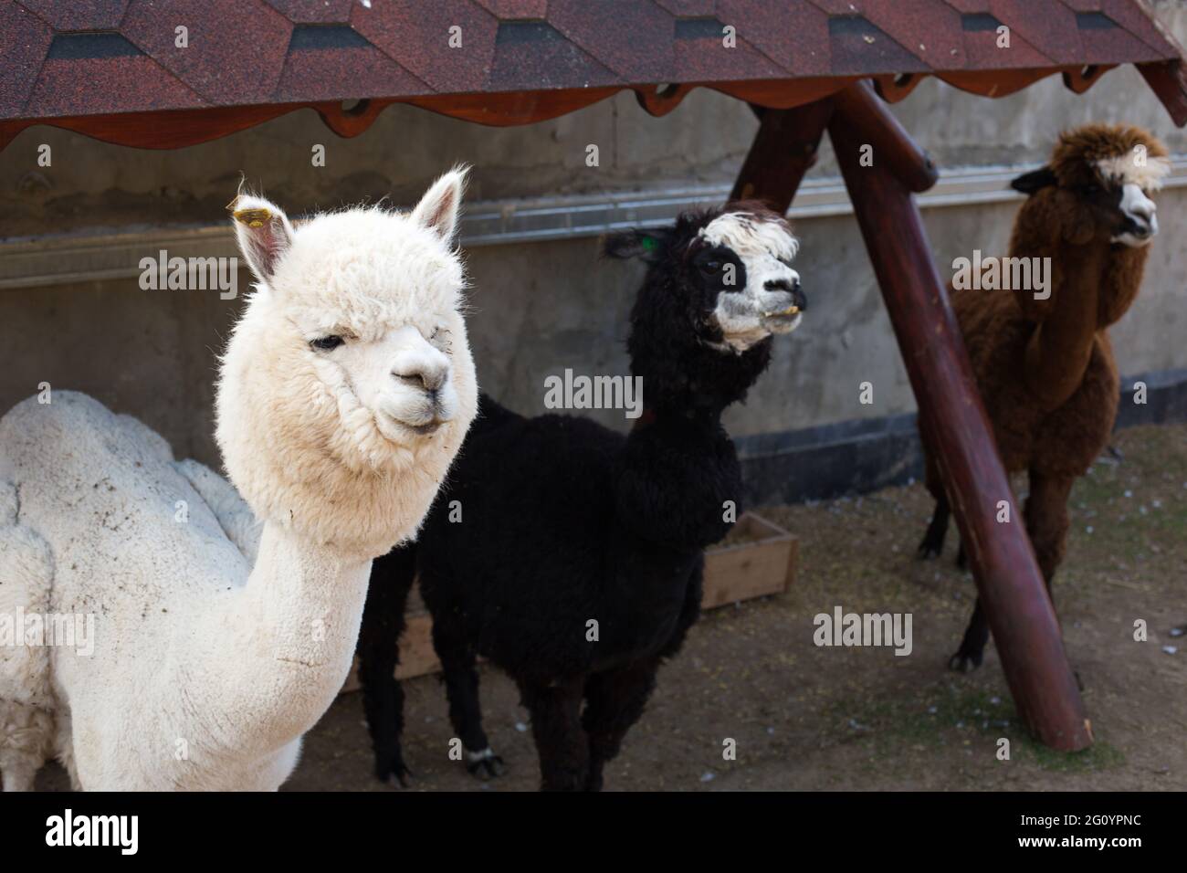 Lama family in zoo hi-res stock photography and images - Alamy