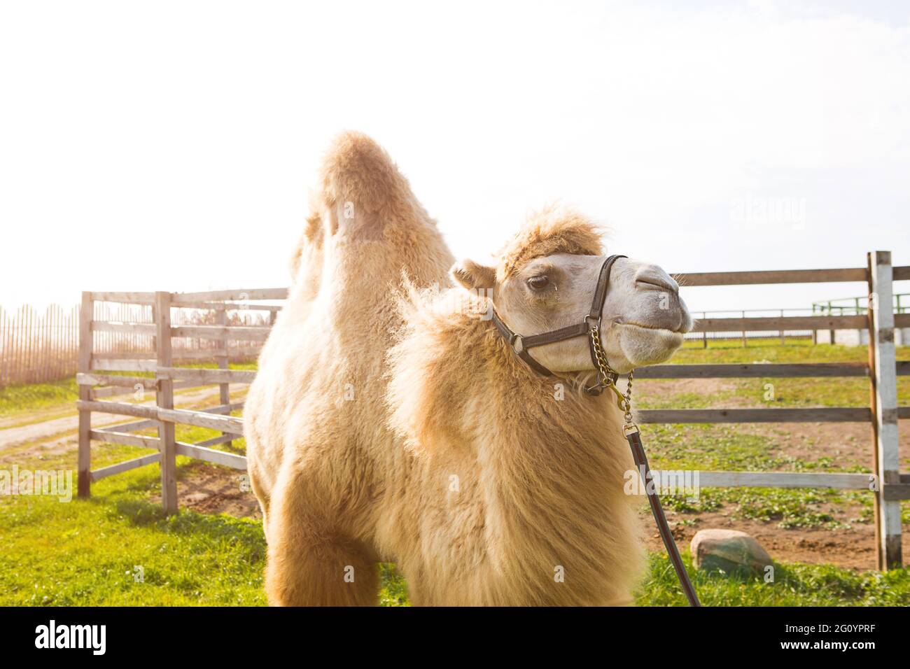 A red camel on a farm stands on the green grass in a harness and chews ...