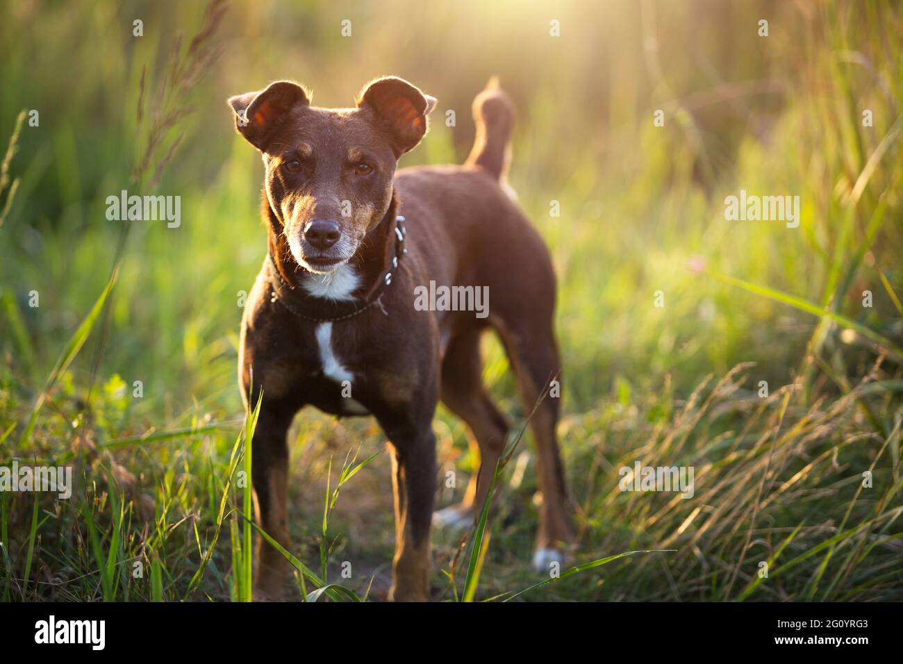 Miniature jack russell hi-res stock photography and images - Alamy