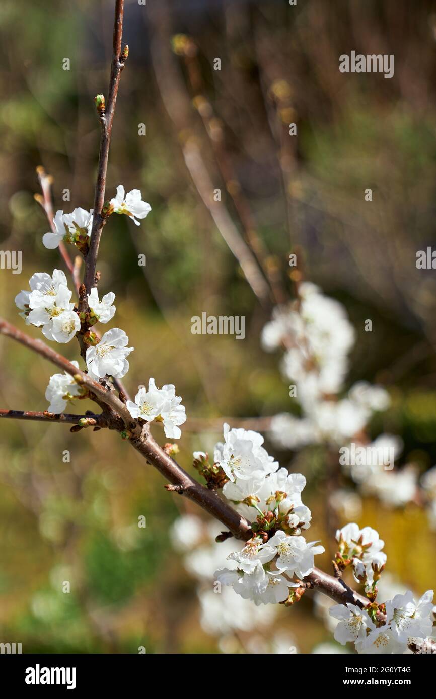 Branch of the fruit tree blooms with white flowers. Close-up Stock ...