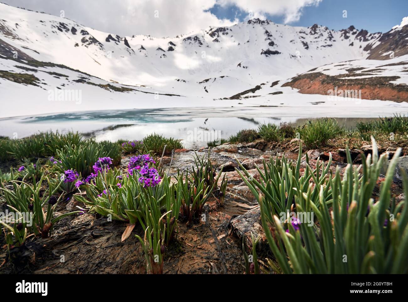 Beautiful scenery of the mountain lake an purple alpine flowers on the ...