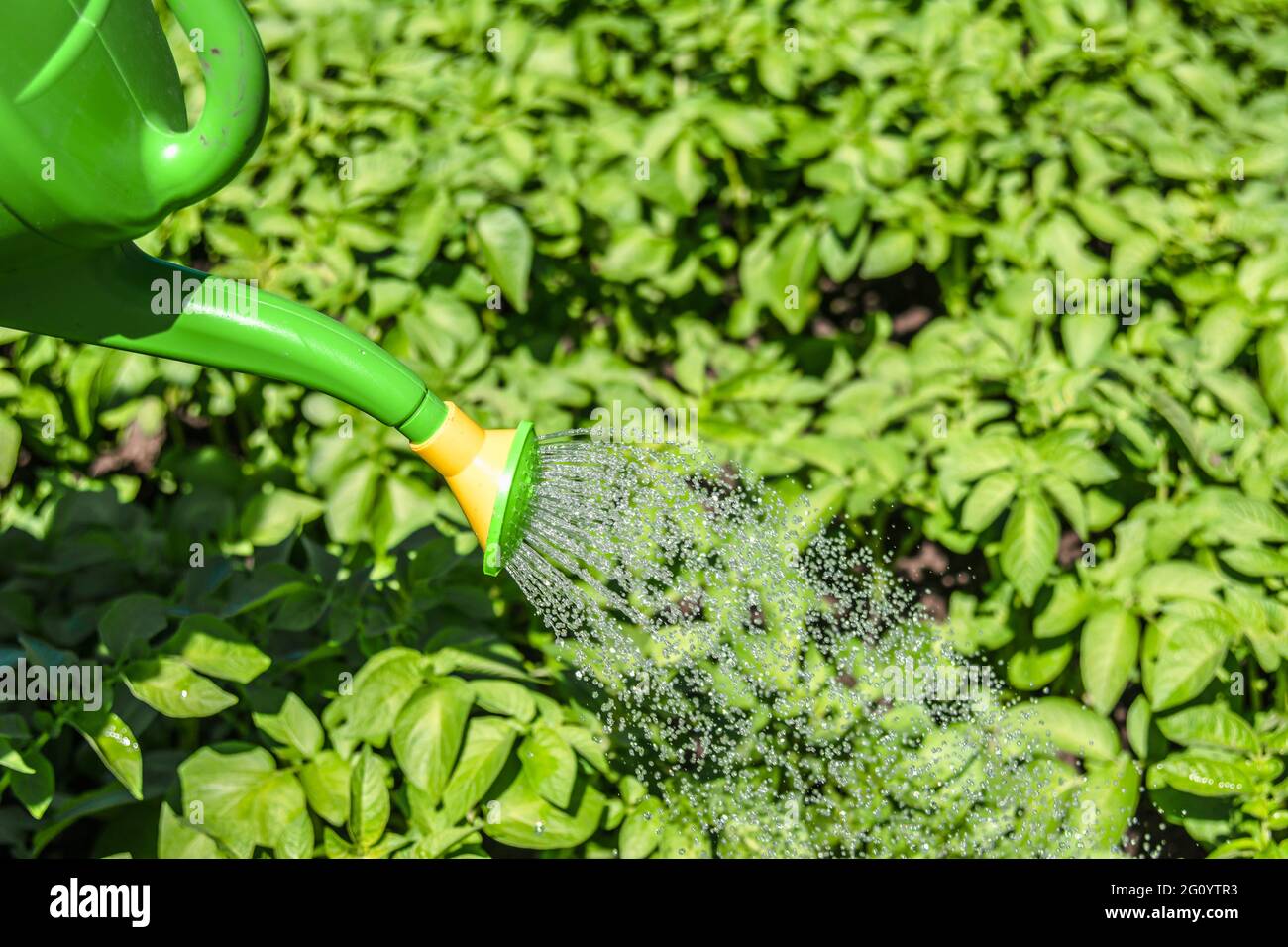 Farmer water plants in the garden with a watering can. Bio organic ...