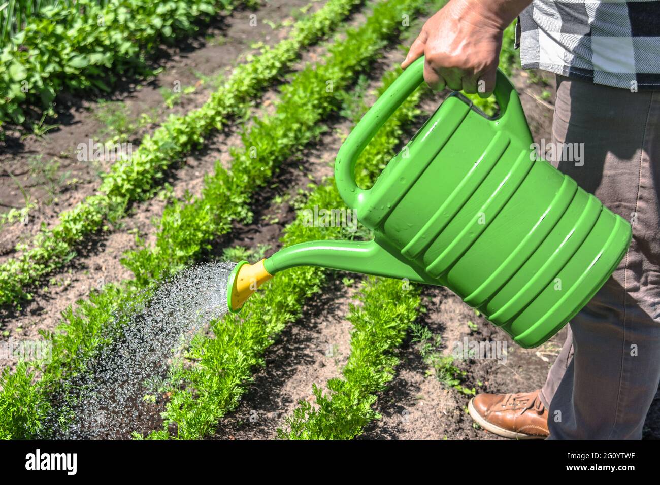 Farmer water plants in the garden with a watering can. Bio organic ...