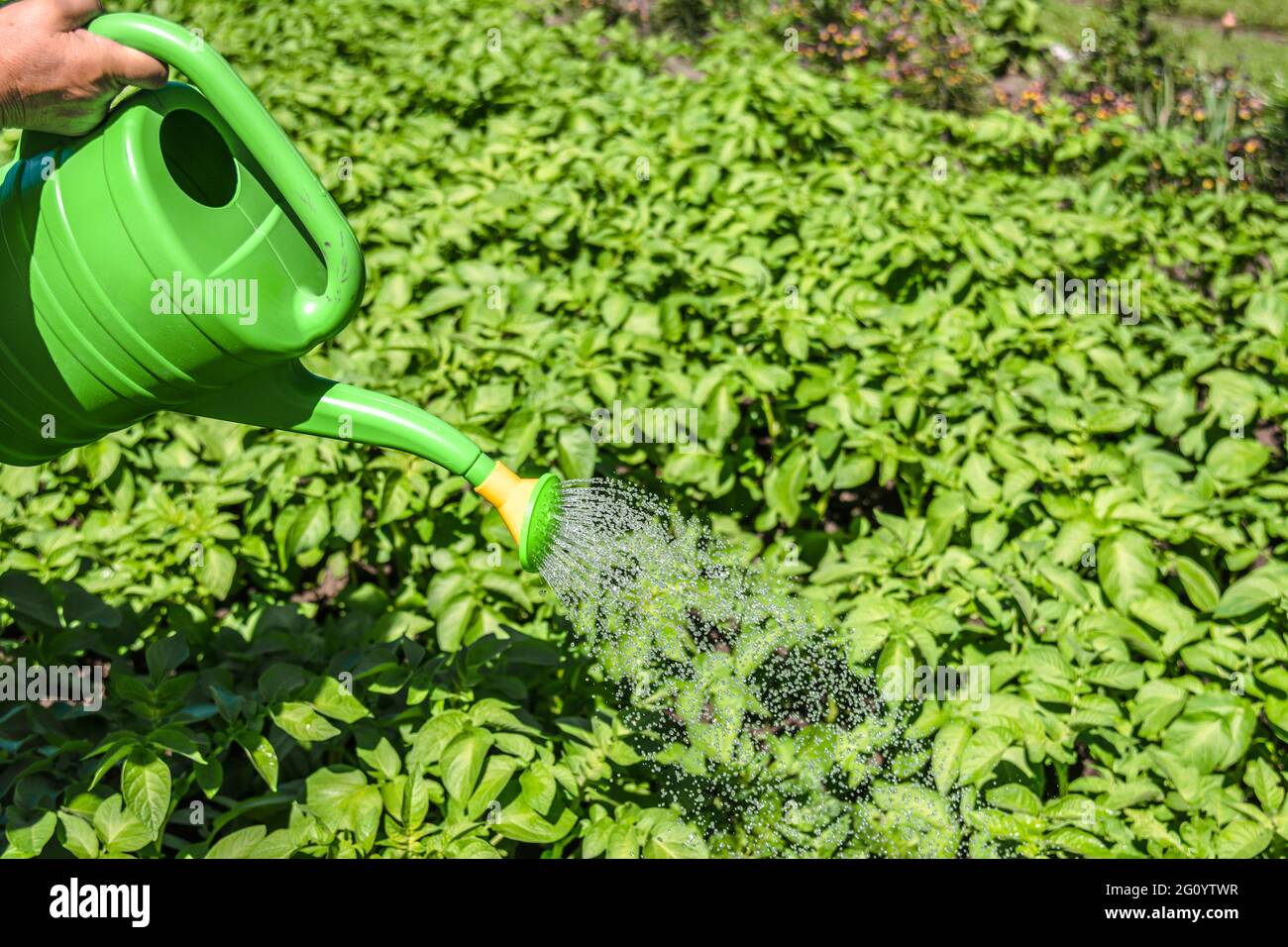 Farmer water plants in the garden with a watering can. Bio organic ...