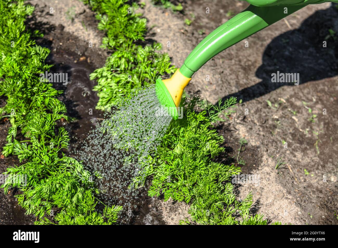 Farmer water plants in the garden with a watering can. Bio organic ...
