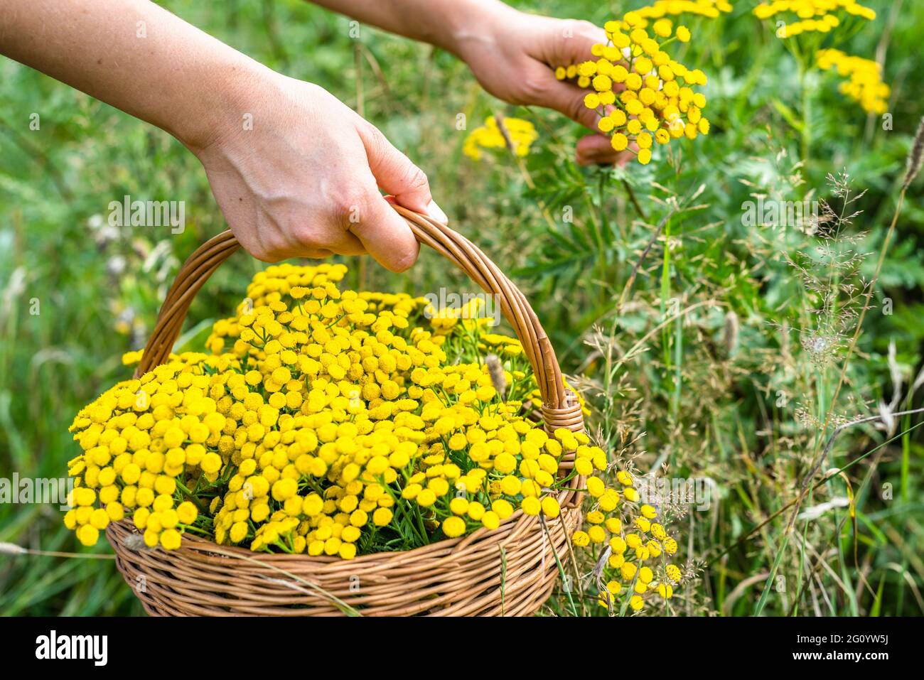 Bitter button or tansy. Fresh herbs harvest - wild herb or medicinal ...