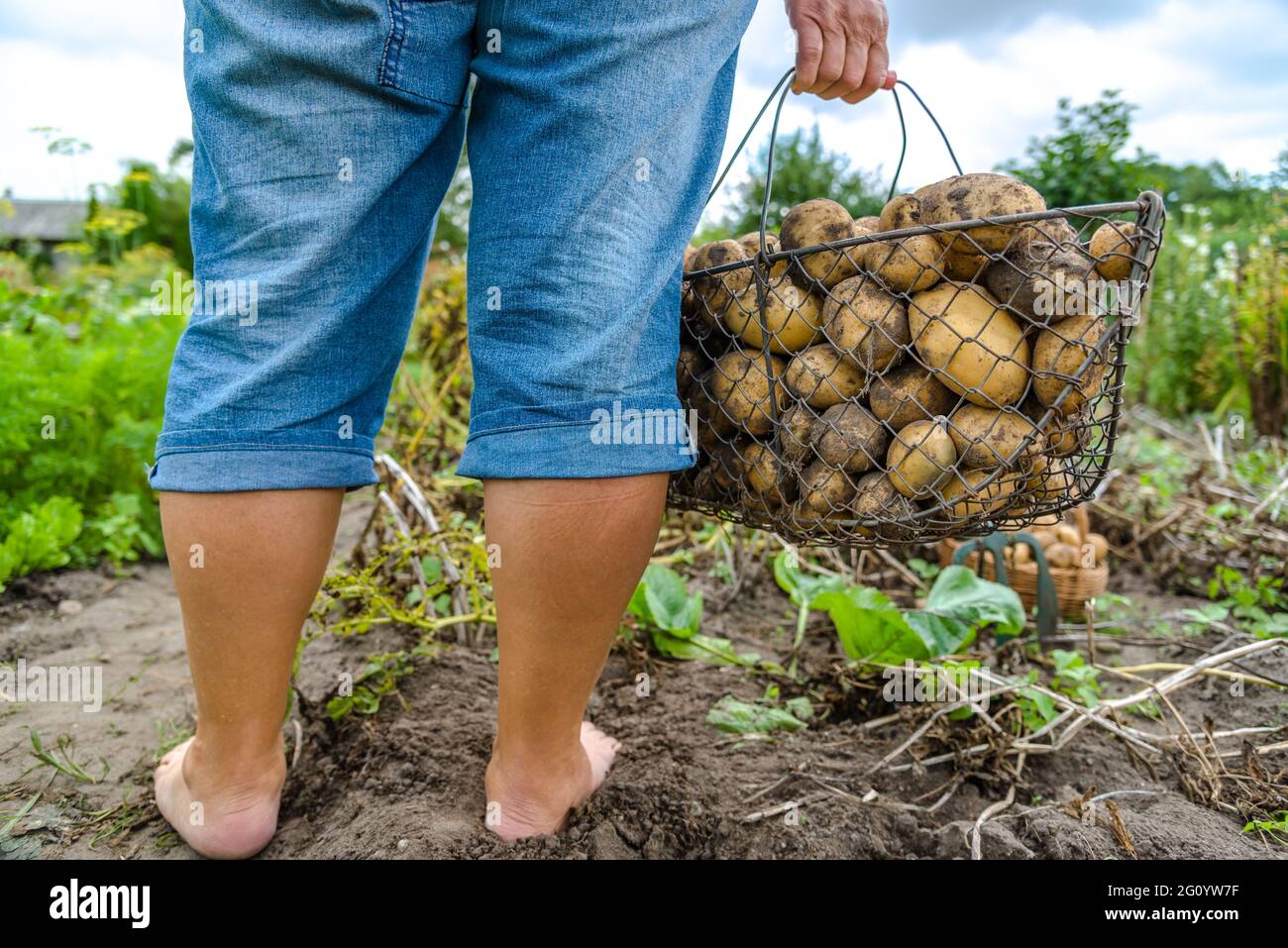 Fresh farm potato harvest. Farmer digging potatoes in field, organic ...