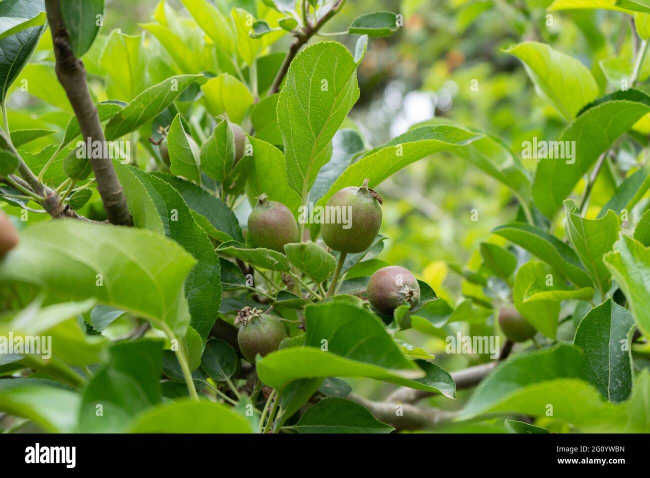 Small apples ripening in the tree Stock Photo - Alamy