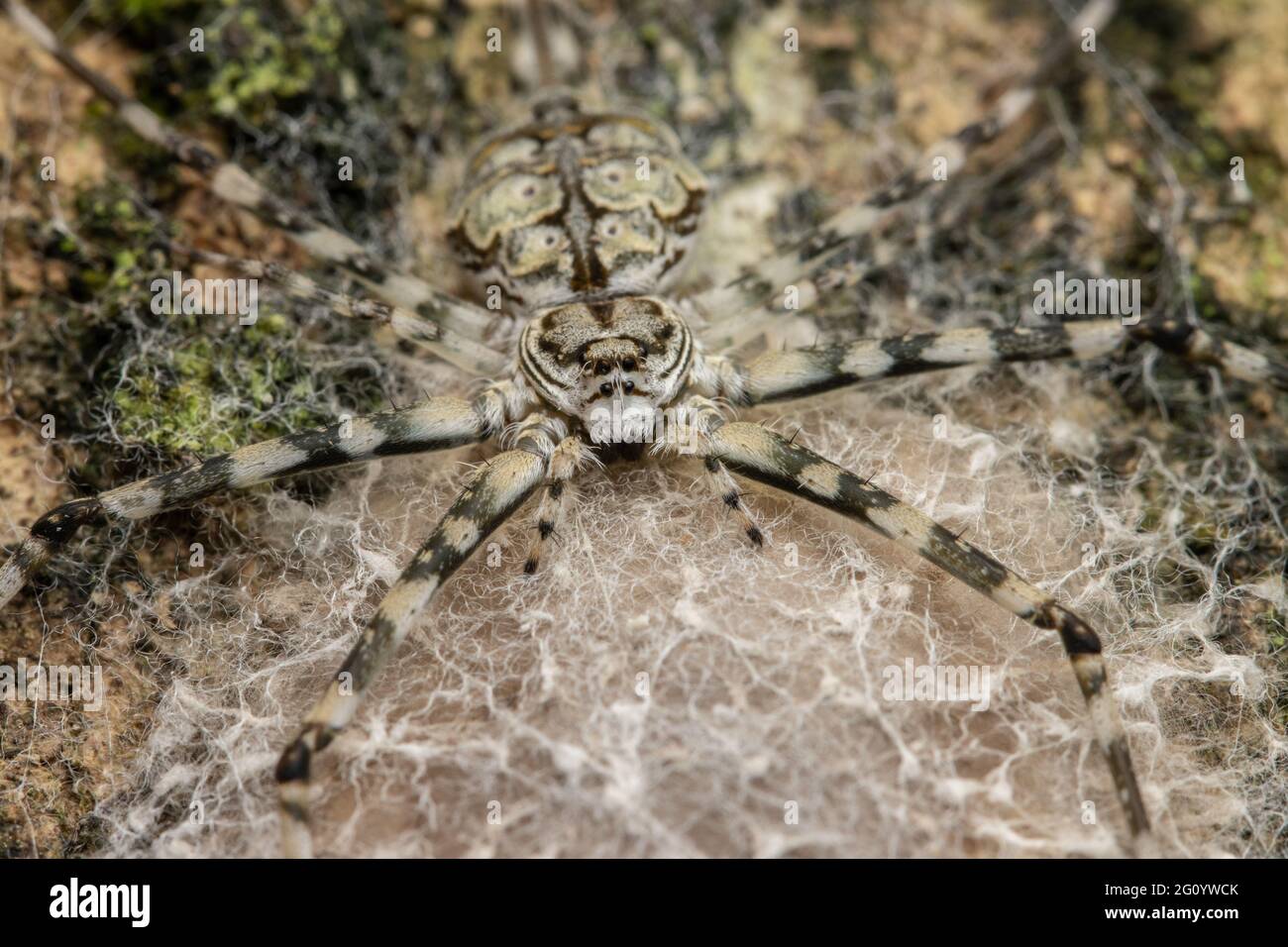 Common Two-Tailed Spider on the Tree trunk spider, Hersiliidae and egg ...