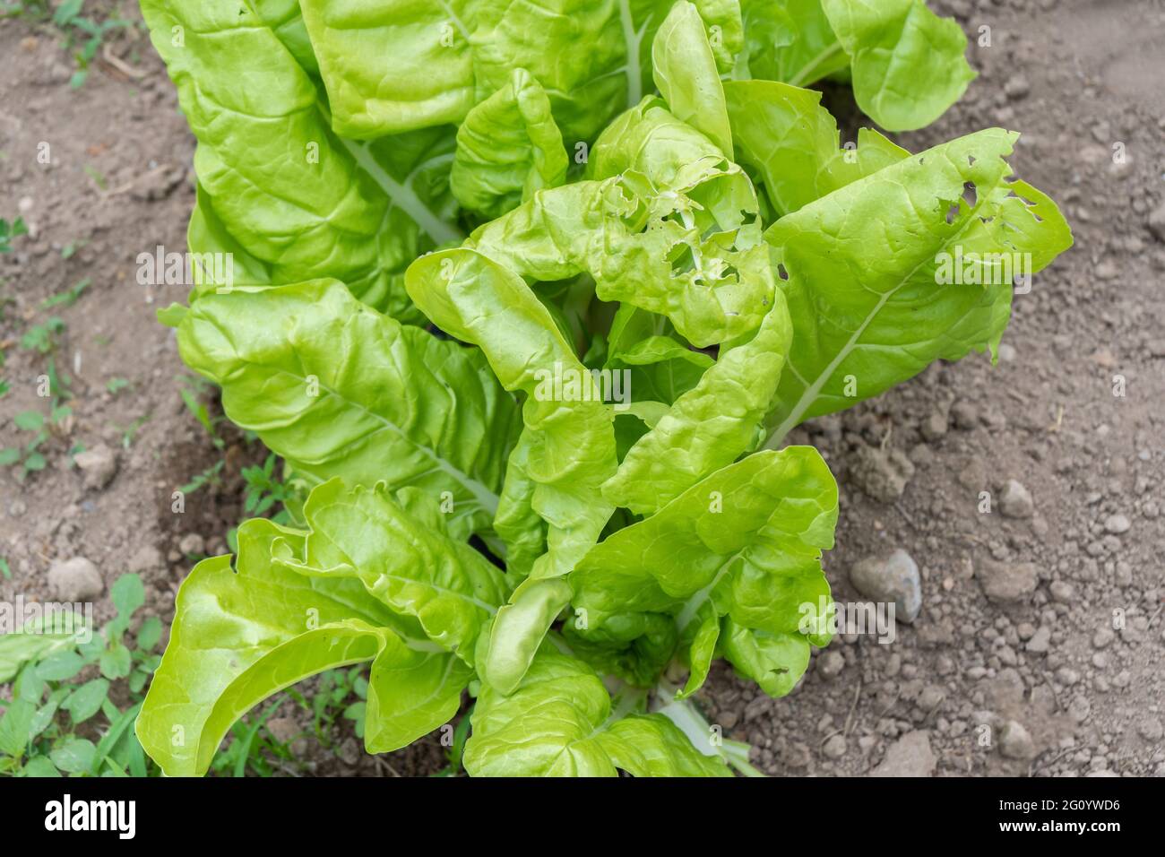 Green chard leaves with holes eaten by pests , snails and aphids ...