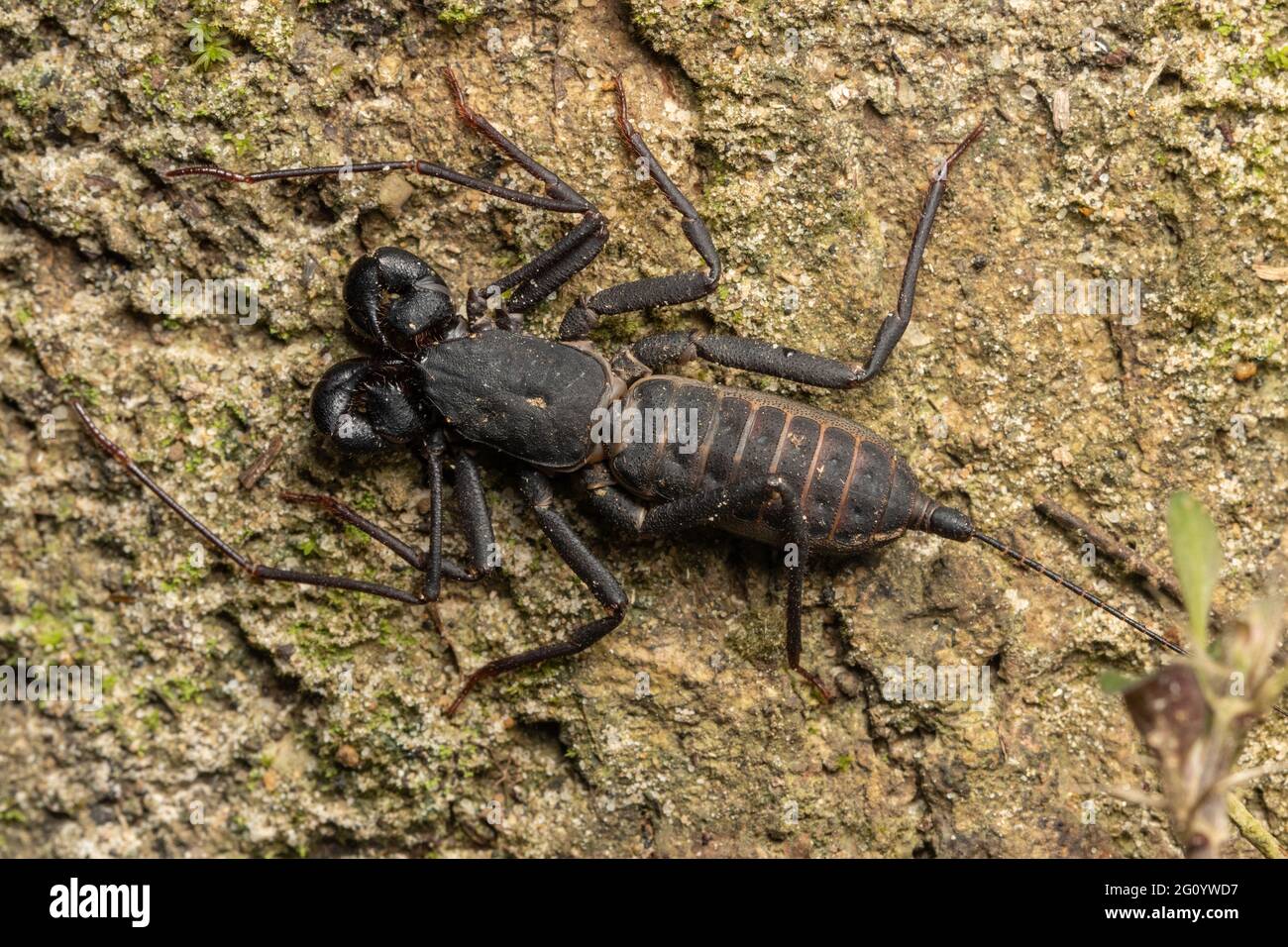 Nature wildlife macro image of Whip scorpion on ground Stock Photo - Alamy