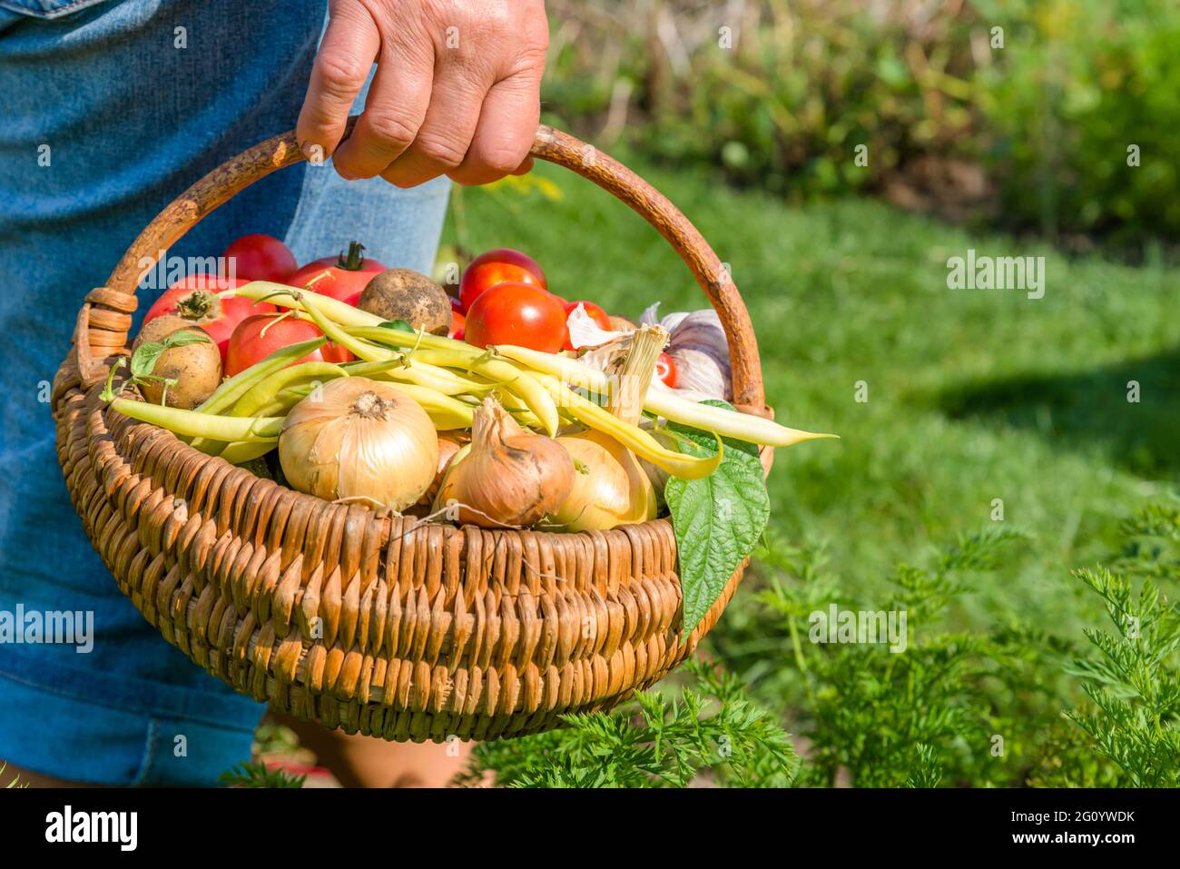 Farmer with vegetables in the basket. Freshly harvested produce in the ...