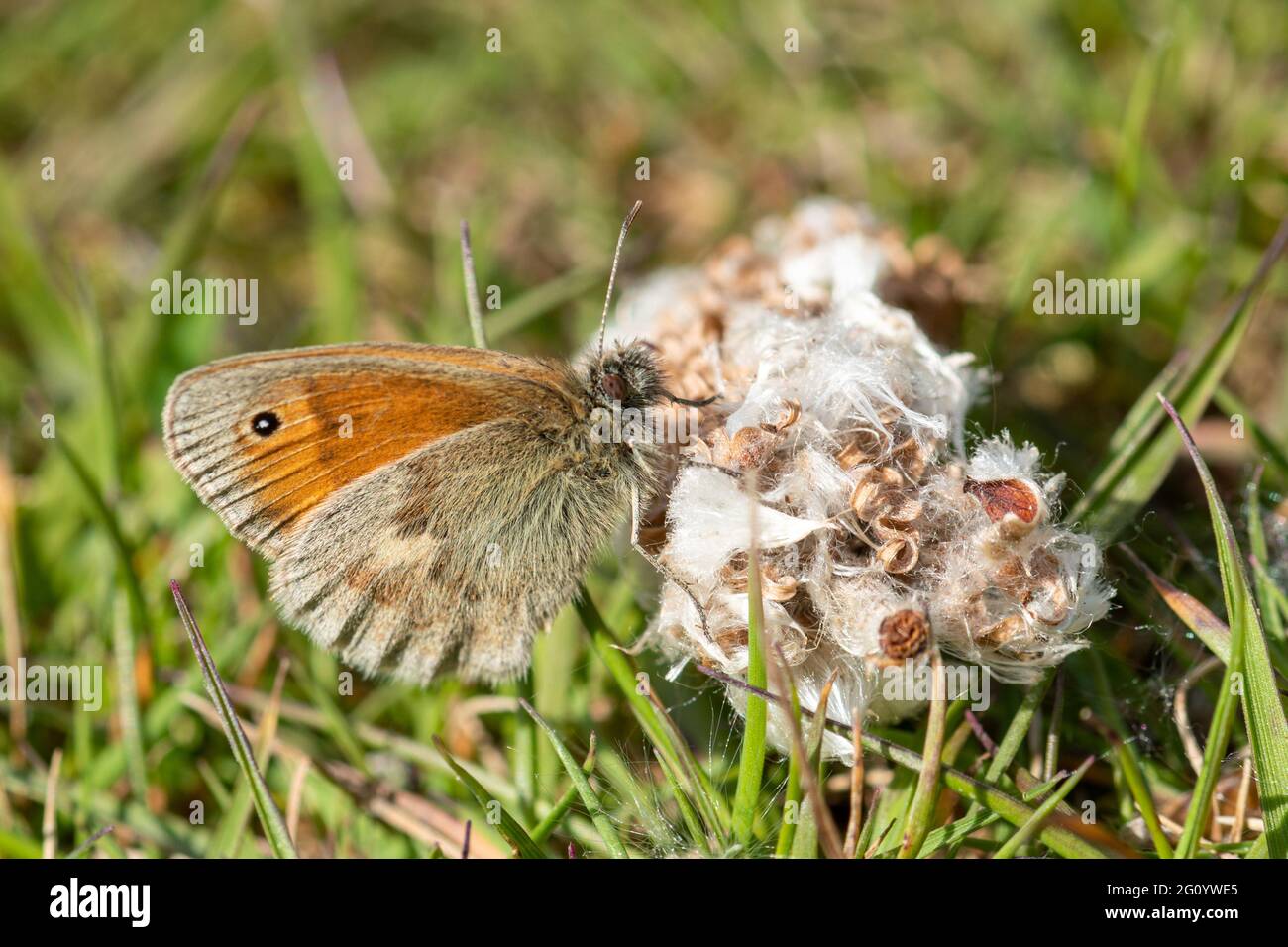 Small heath butterfly (Coenonympha pamphilus) on grassland during May ...