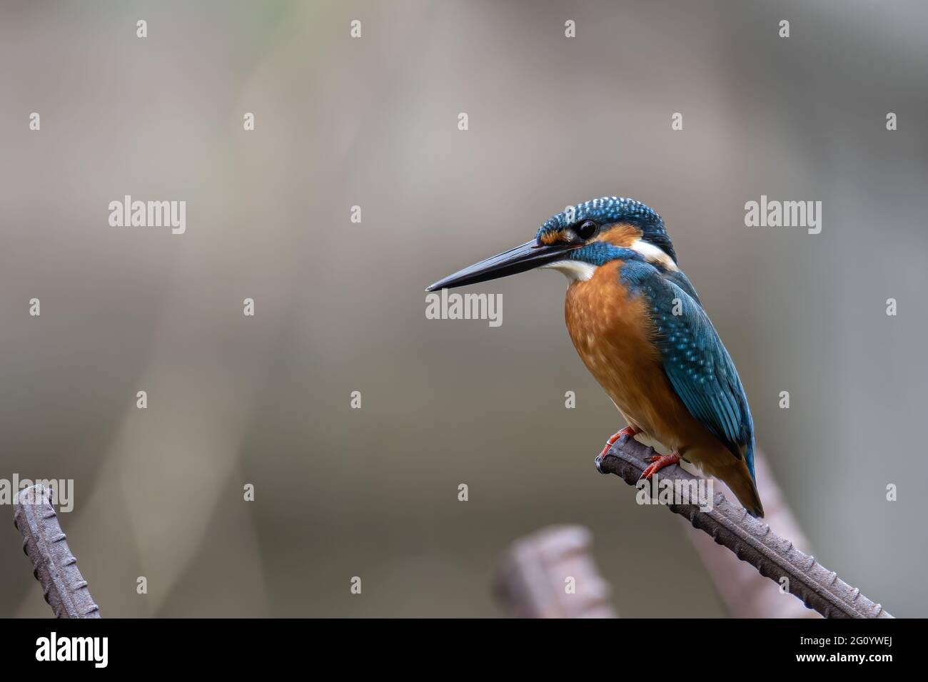 Common Kingfisher (Alcedo atthis) Eurasian Kingfisher Bird sitting on branch Stock Photo - Alamy