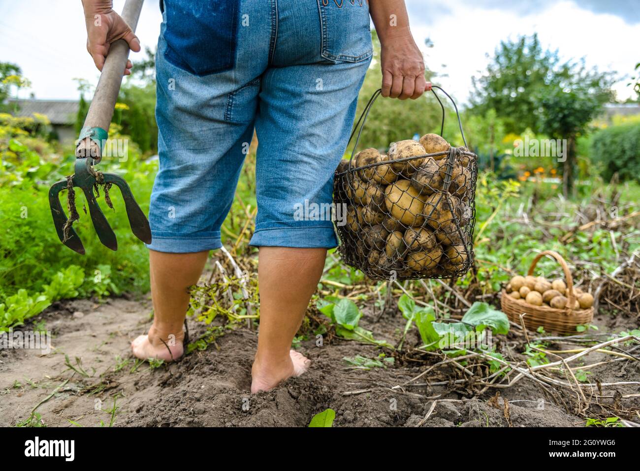 Bio vegetable farming. Organic potato harvest on field. Farmer digging ...