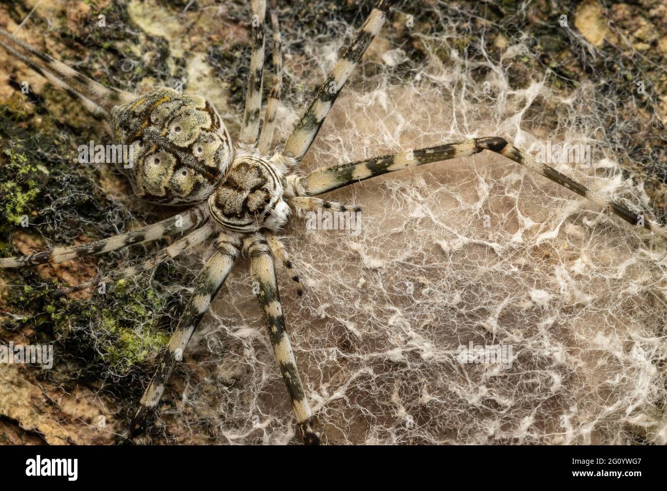 Common Two-Tailed Spider on the Tree trunk spider, Hersiliidae and egg ...