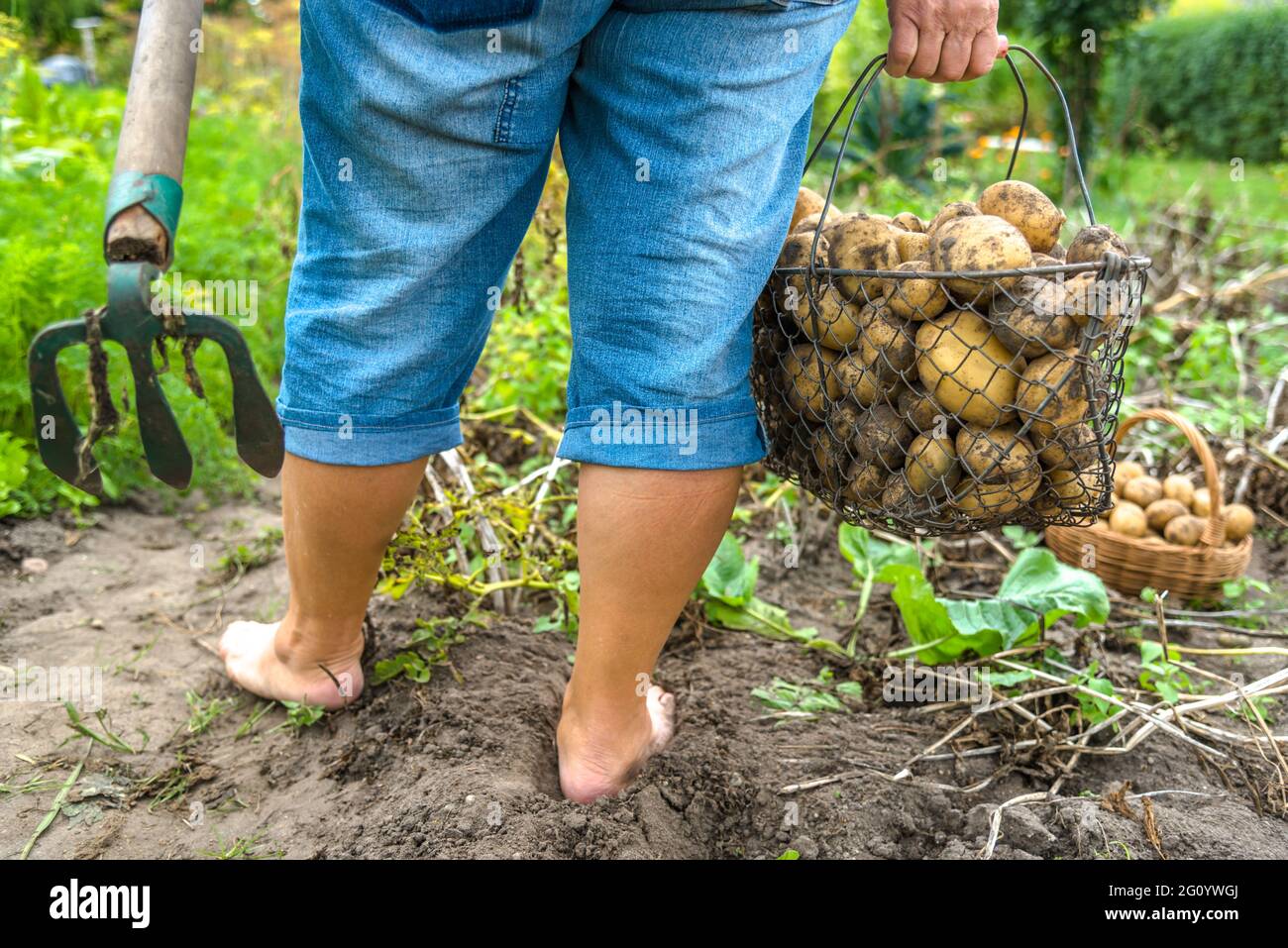 Bio vegetable farming. Organic potato harvest on field. Farmer digging ...