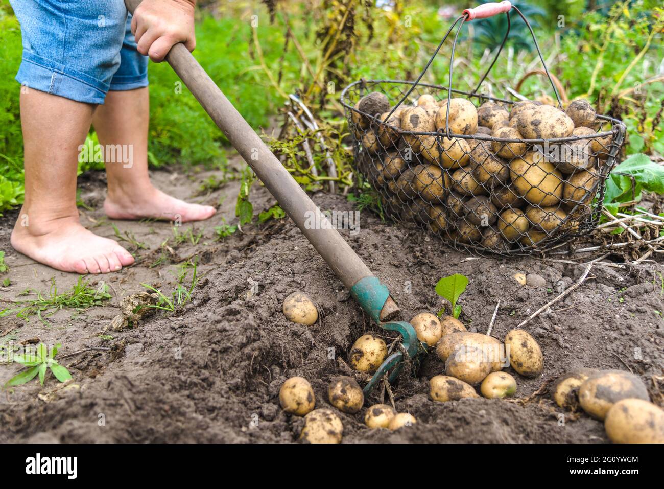Bio vegetable farming. Organic potato harvest on field. Farmer digging potatoes from the soil ...