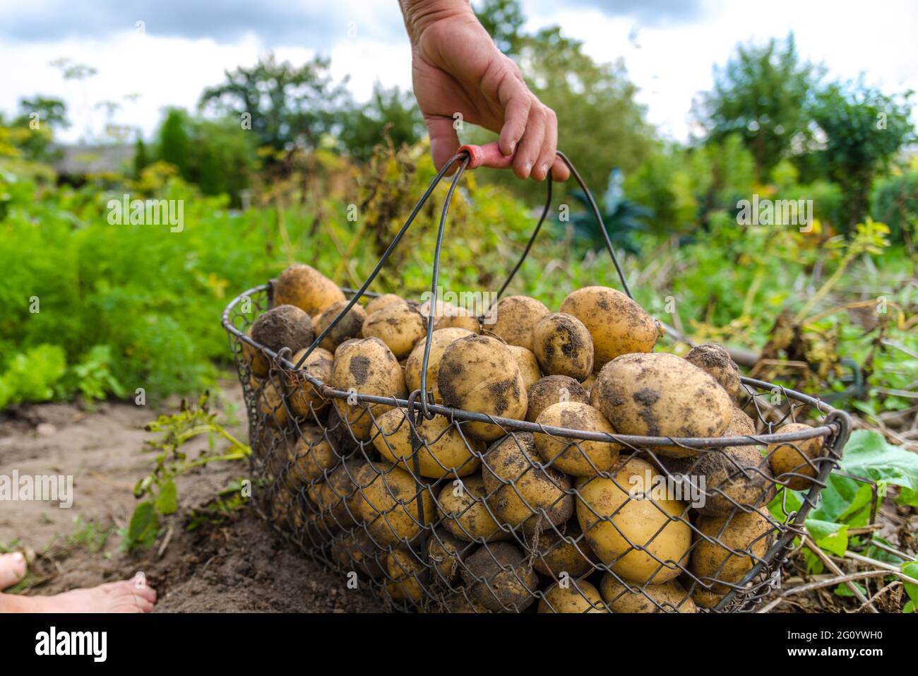 Bio vegetable farming. Organic potato harvest on field. Farmer digging ...