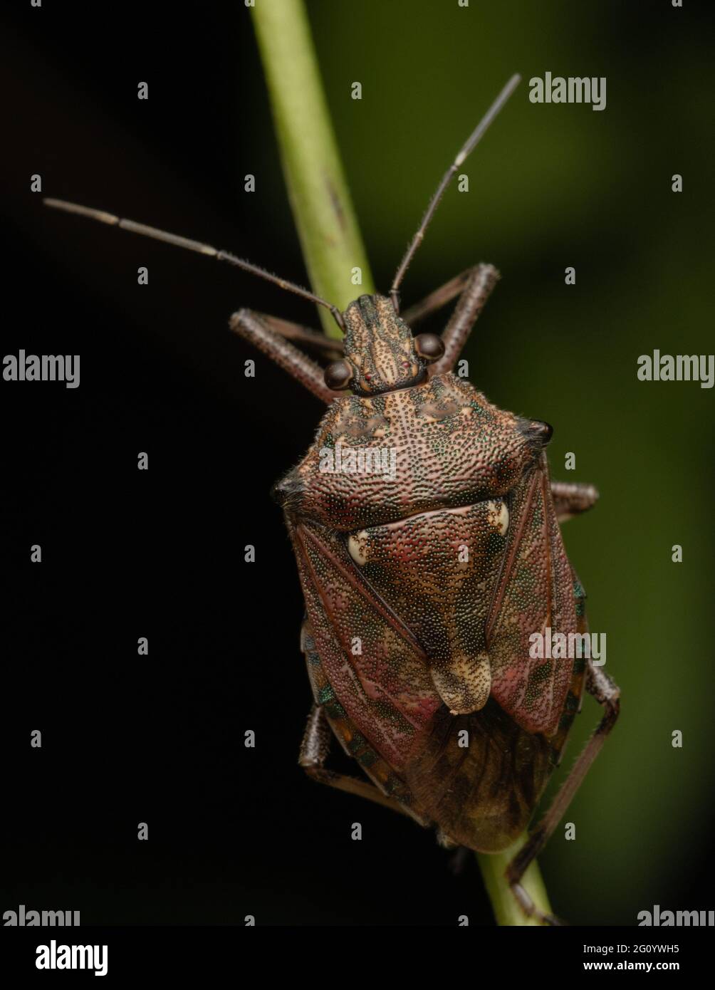 Nature wildlife macro image of Stink bug Stock Photo - Alamy