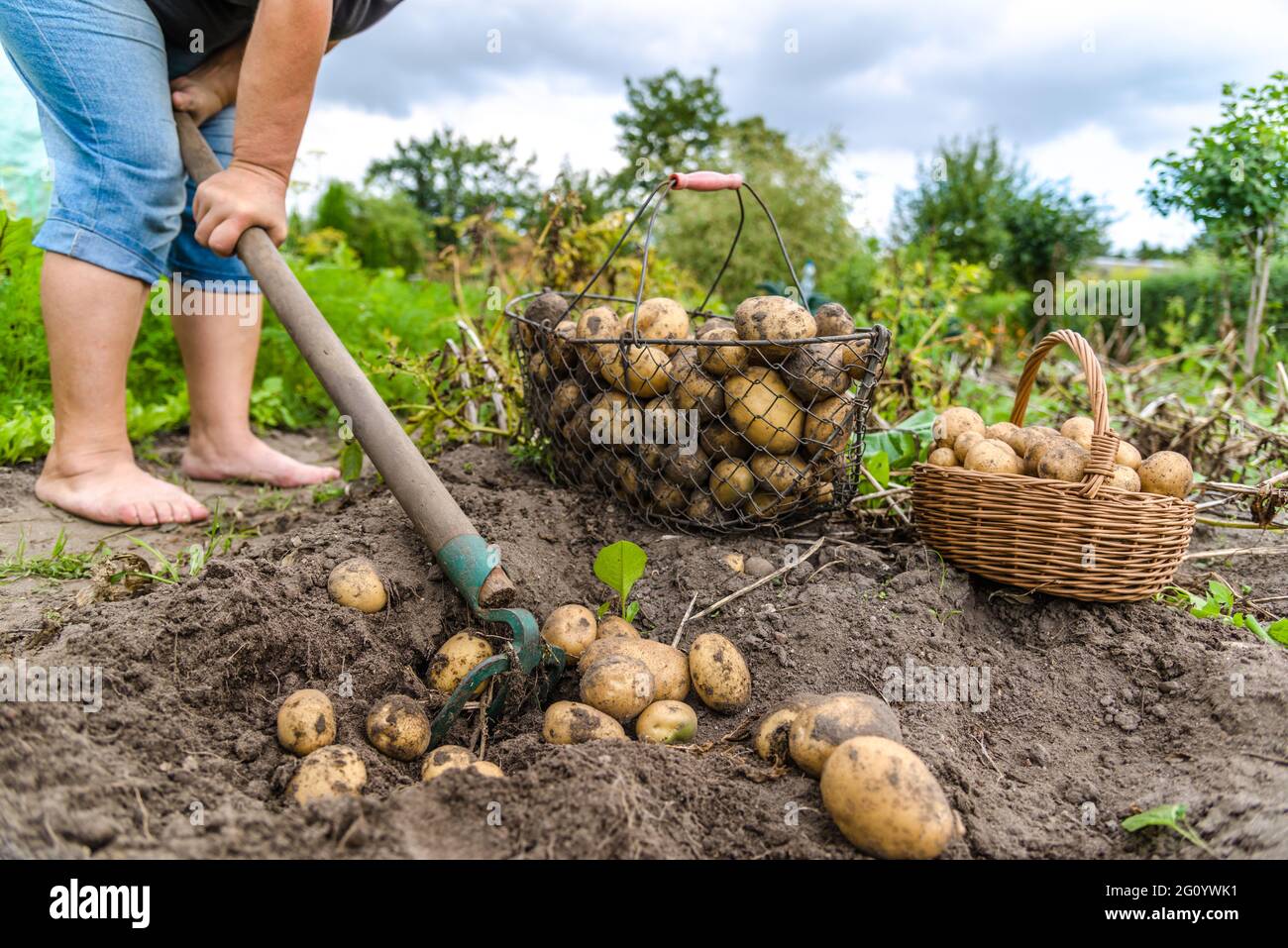Bio vegetable farming. Organic potato harvest on field. Farmer digging potatoes from the soil ...