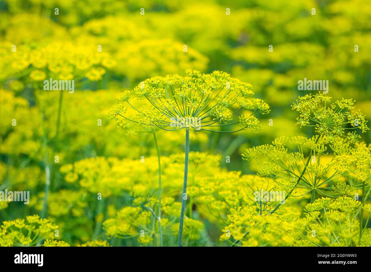 Fresh herb in the garden. Flowers of dill on farm, organic farming ...