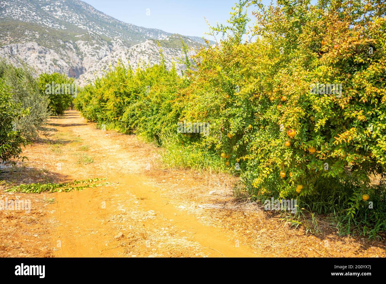 Pomegranate gardens near Karain Cave in Antalya, Turkey Stock Photo - Alamy