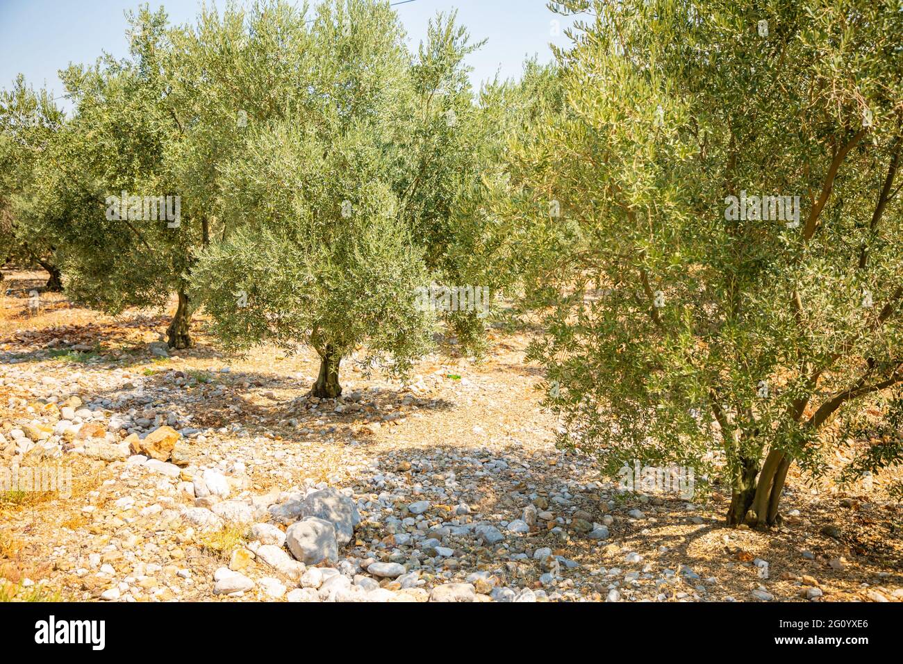 Olive Tree in gardens near Karain Cave in Antalya, Turkey Stock Photo ...