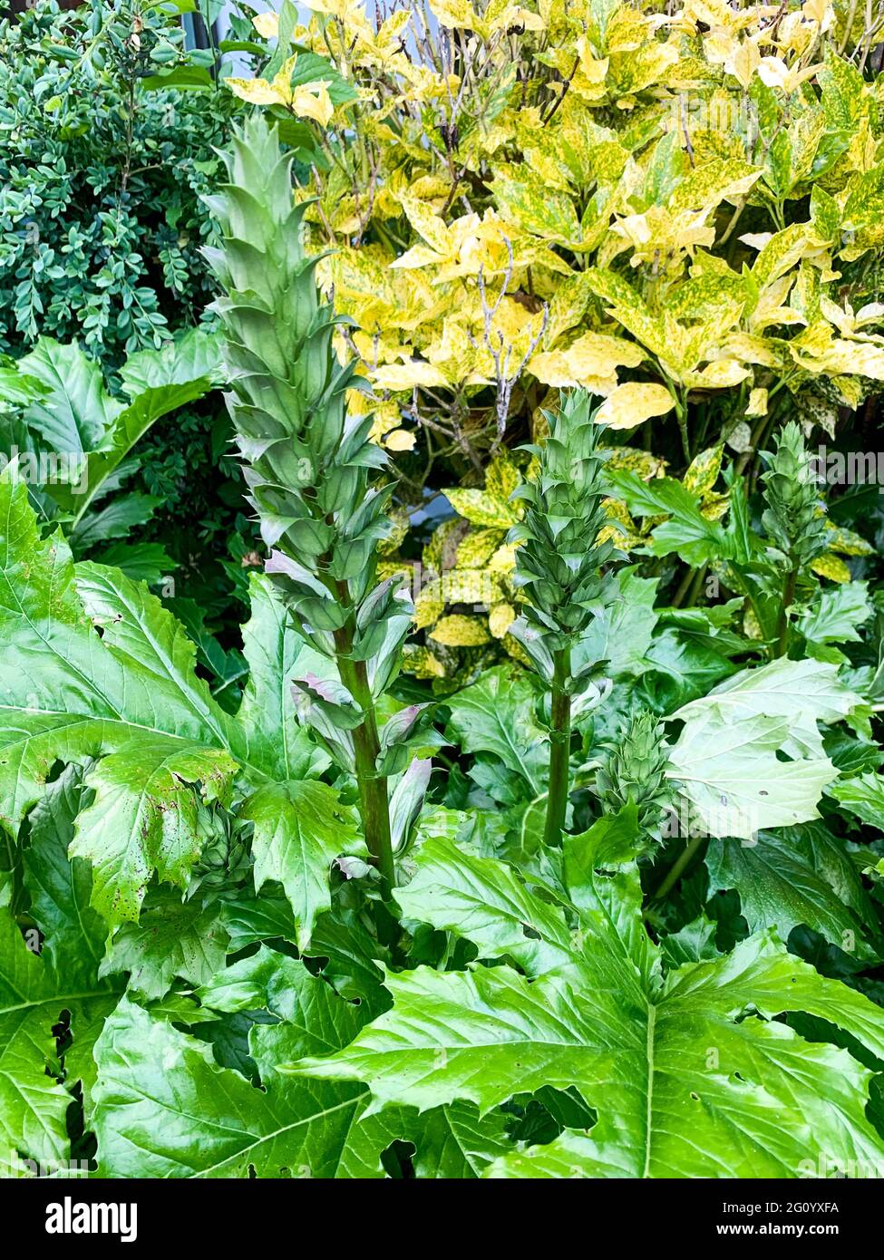 Small acanthus leaves hi-res stock photography and images - Alamy