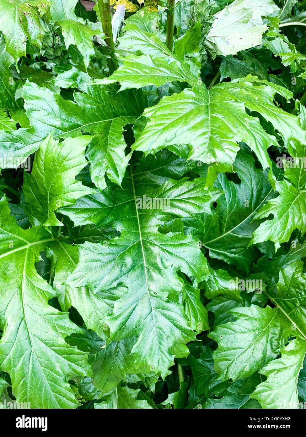 Small acanthus leaves hi-res stock photography and images - Alamy