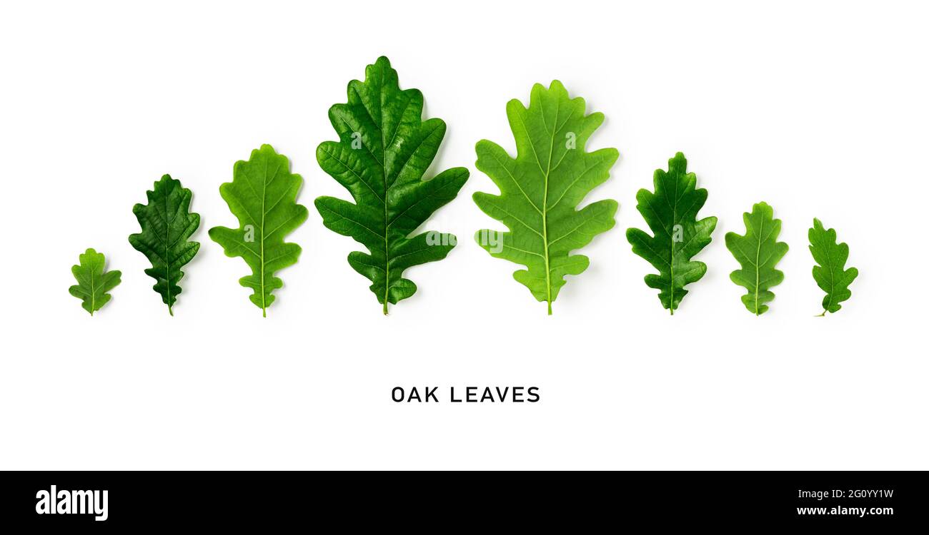 Green oak leaves creative composition and banner isolated on white ...