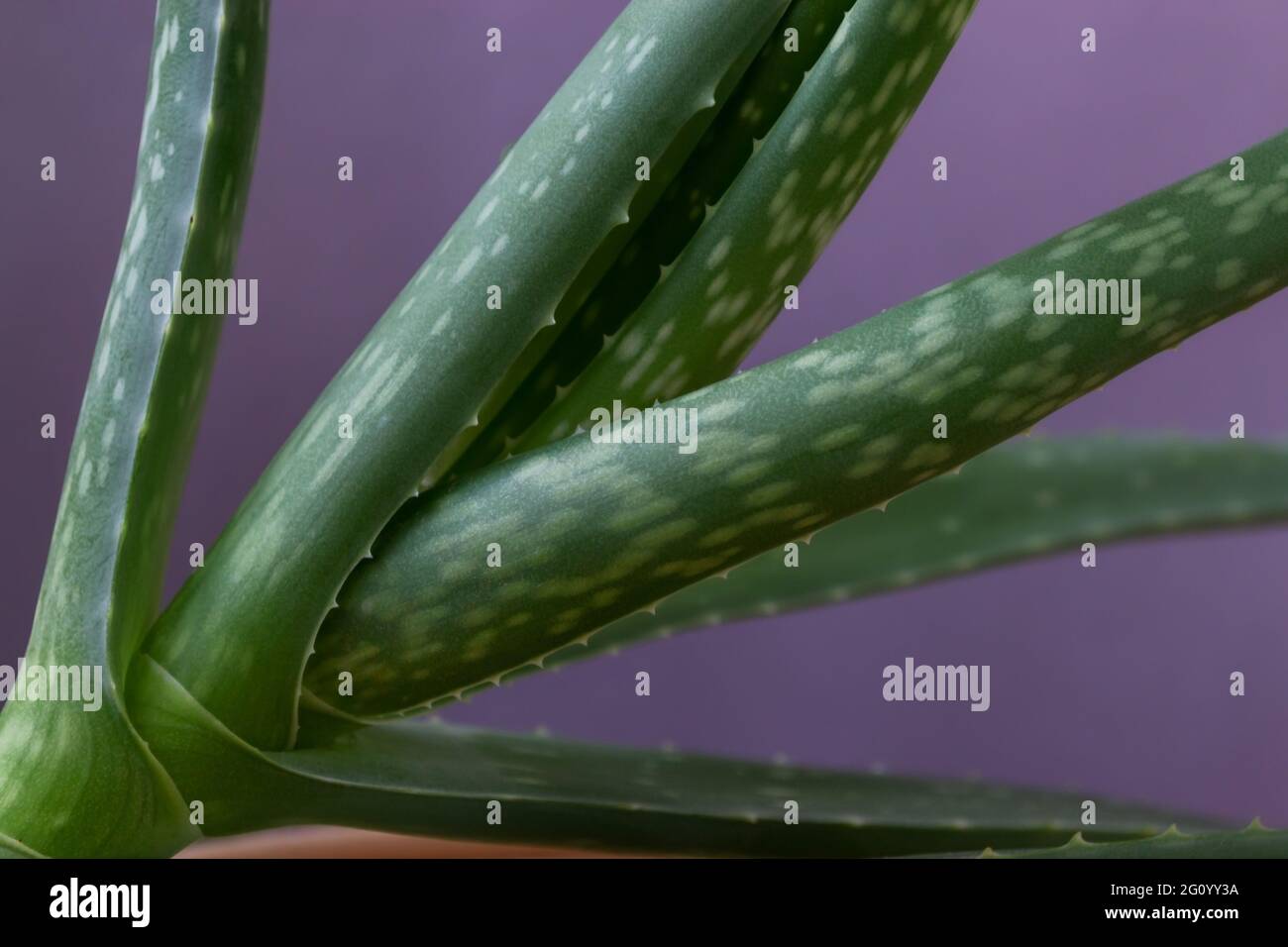 Aloe vera leaves, on a purple background. Natural plant aloe vera for ...