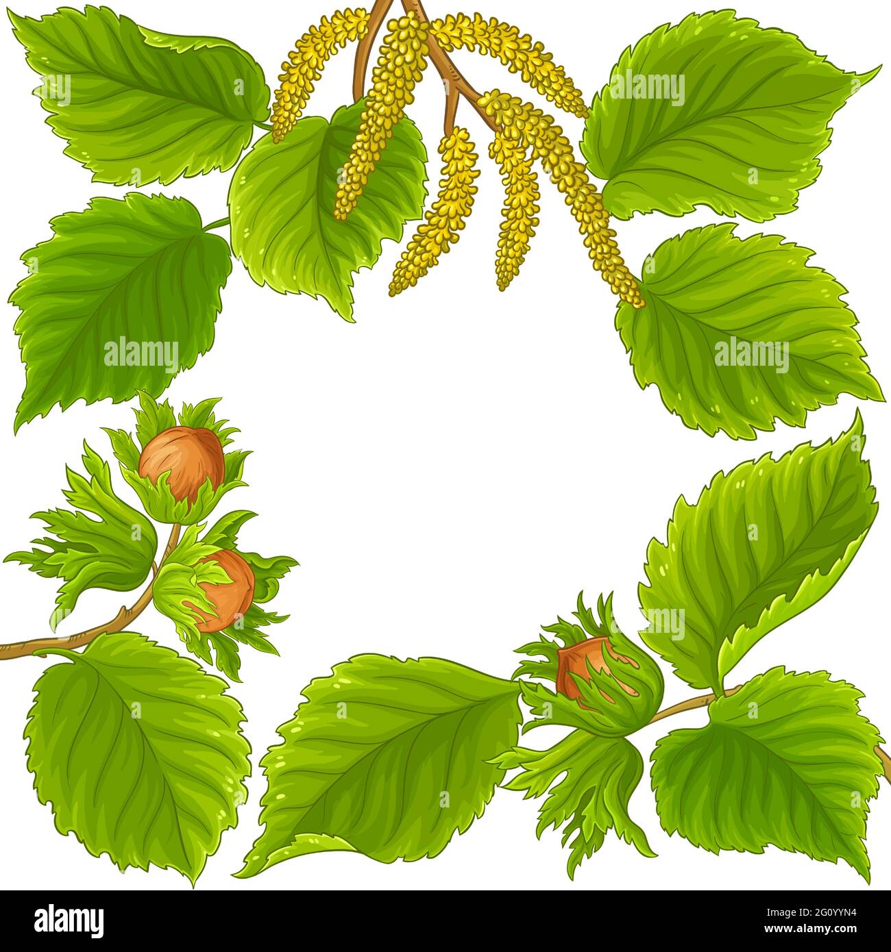 Hazelnut leaf Stock Vector Images - Alamy