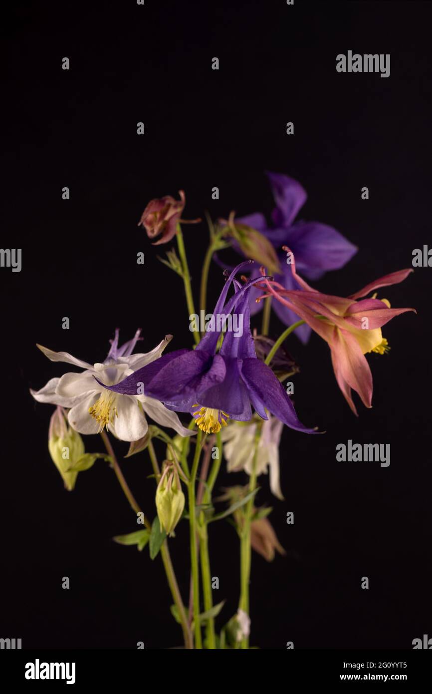 Columbine flowers aquilegia alpina hi-res stock photography and images ...