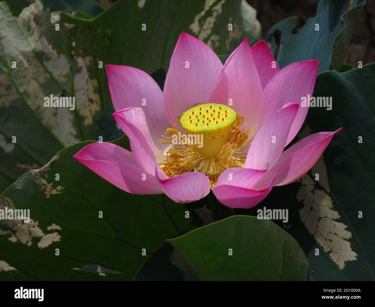 Closeup shot of a beautiful Sacred lotus or Nelumbo nucifera aquatic ...