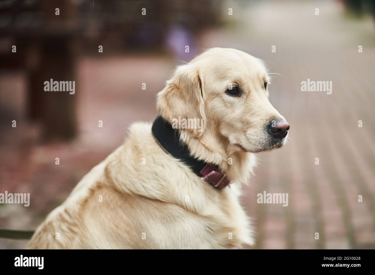 Male Golden Retriever High Resolution Stock Photography and Images - Alamy