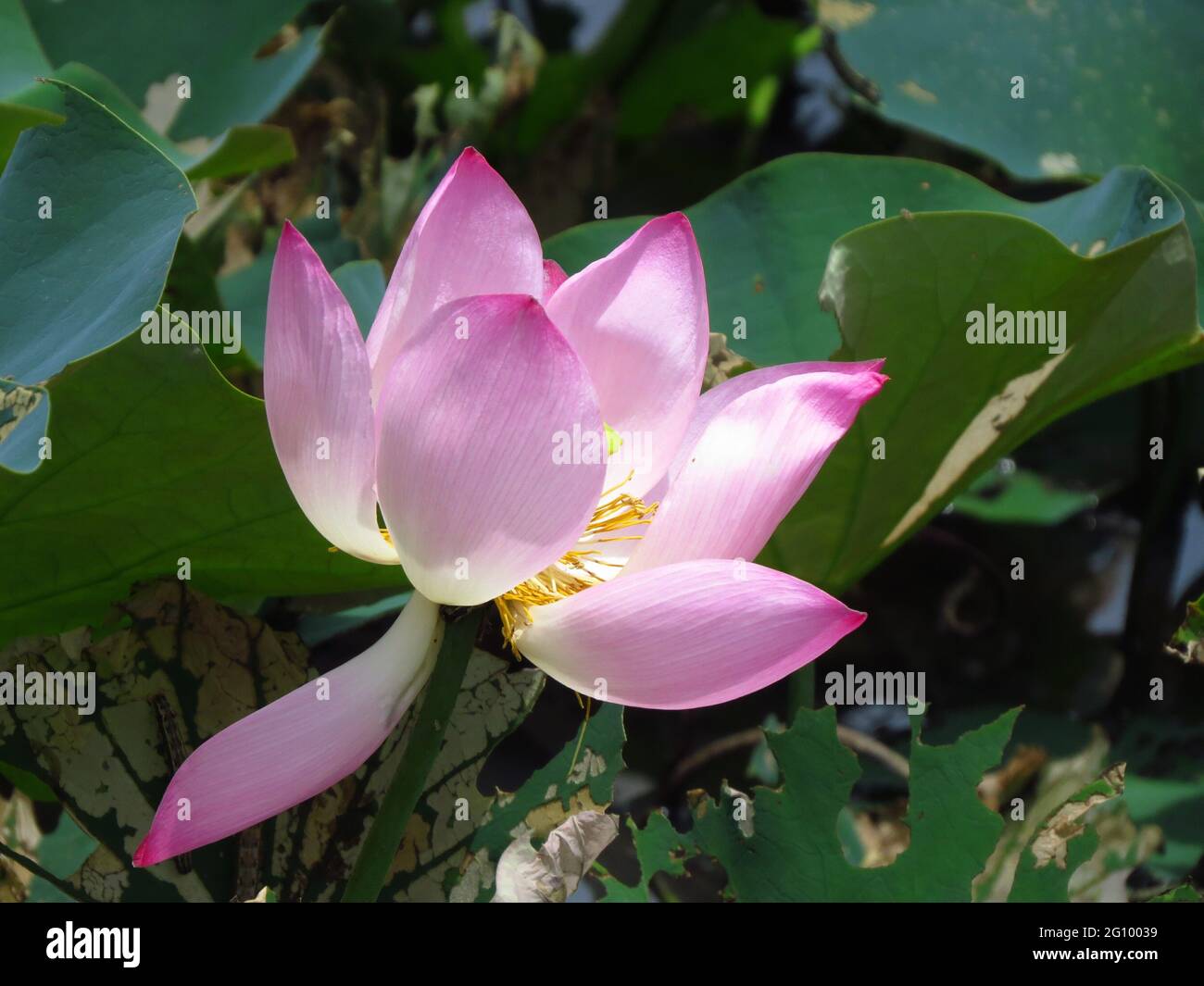 Closeup shot of a beautiful Sacred lotus or Nelumbo nucifera aquatic ...
