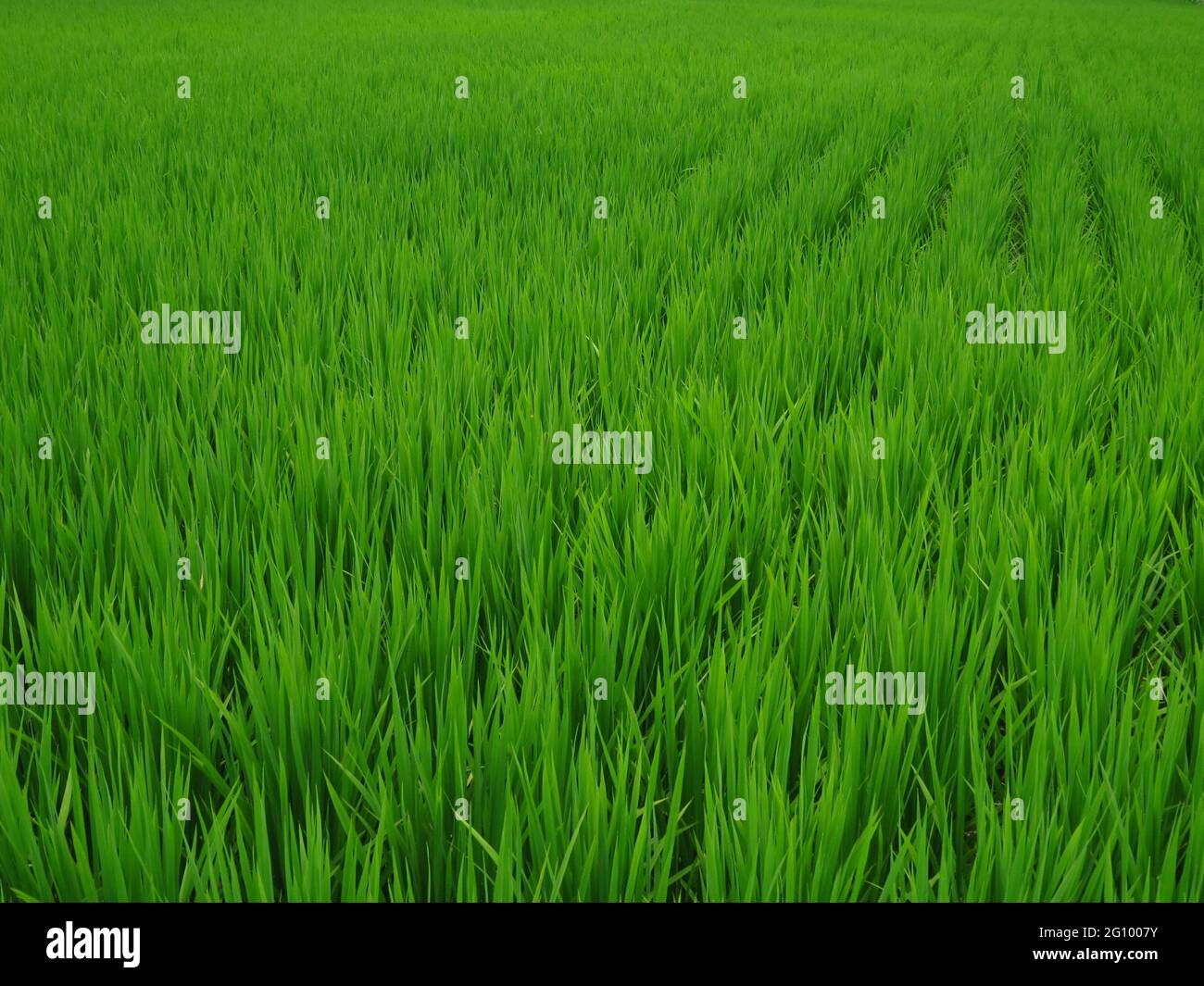Horizontal background of fresh bright green leaves of a rice plant in a ...