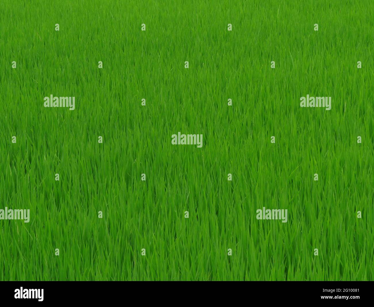 Horizontal background of fresh bright green leaves of a rice plant in a ...