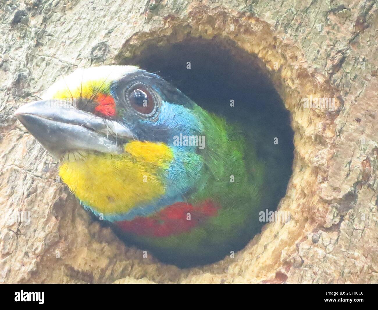 Taiwan barbet hi-res stock photography and images - Alamy