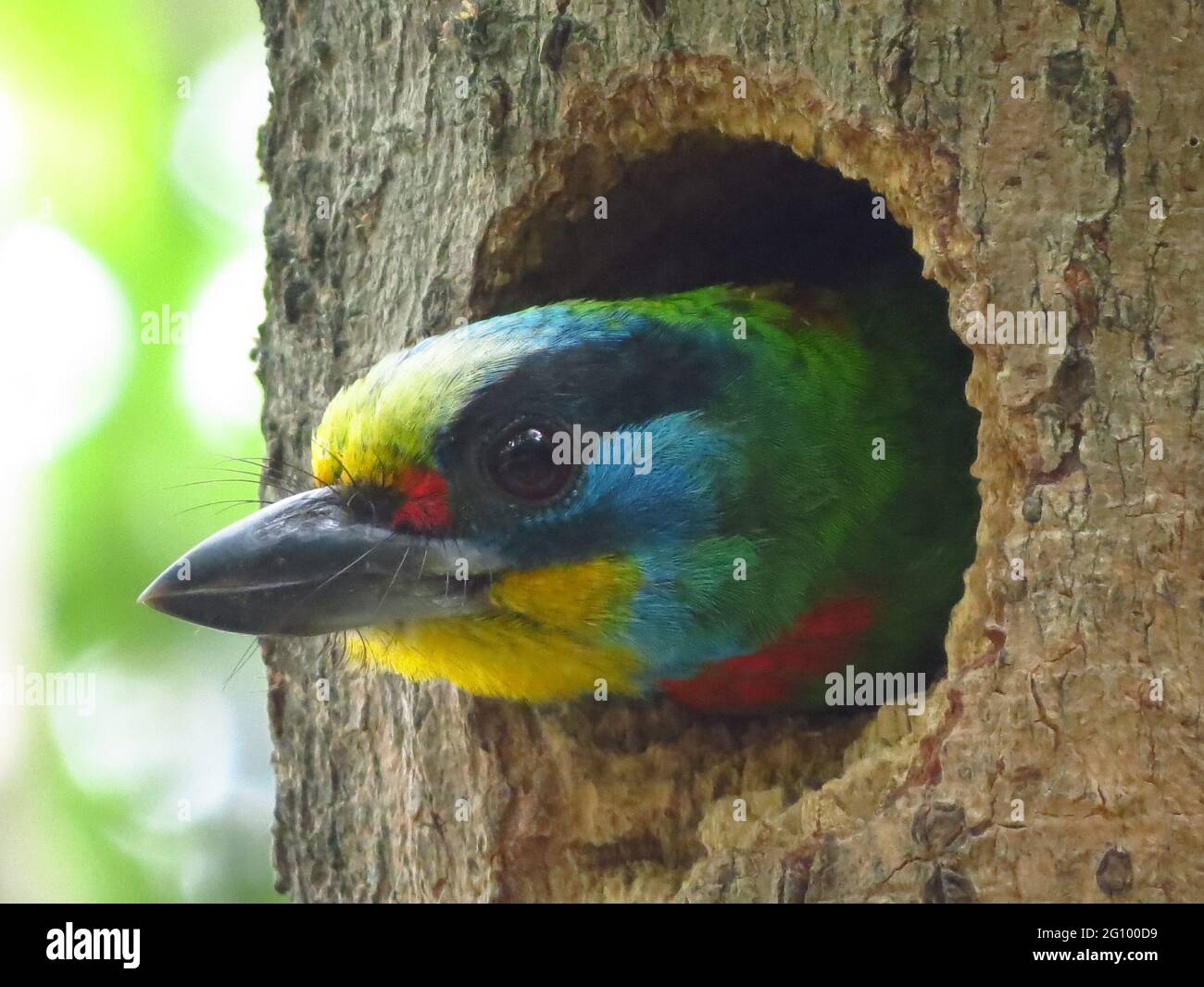 Closeup shot of cute colorful Psilopogon Nuchalis or Taiwan barbet peeking out of the tree ...