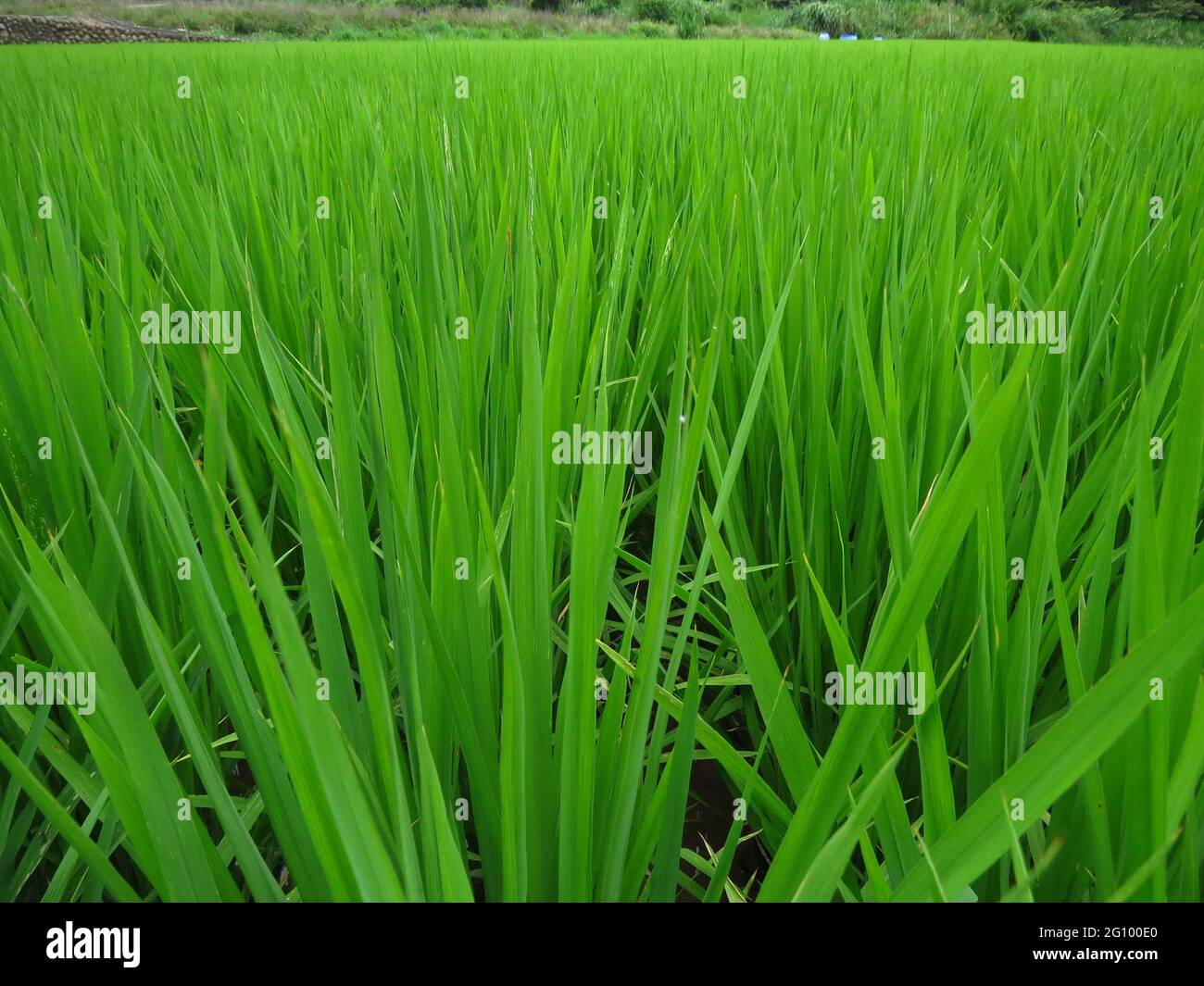 Horizontal background of fresh bright green leaves of a rice plant in a ...